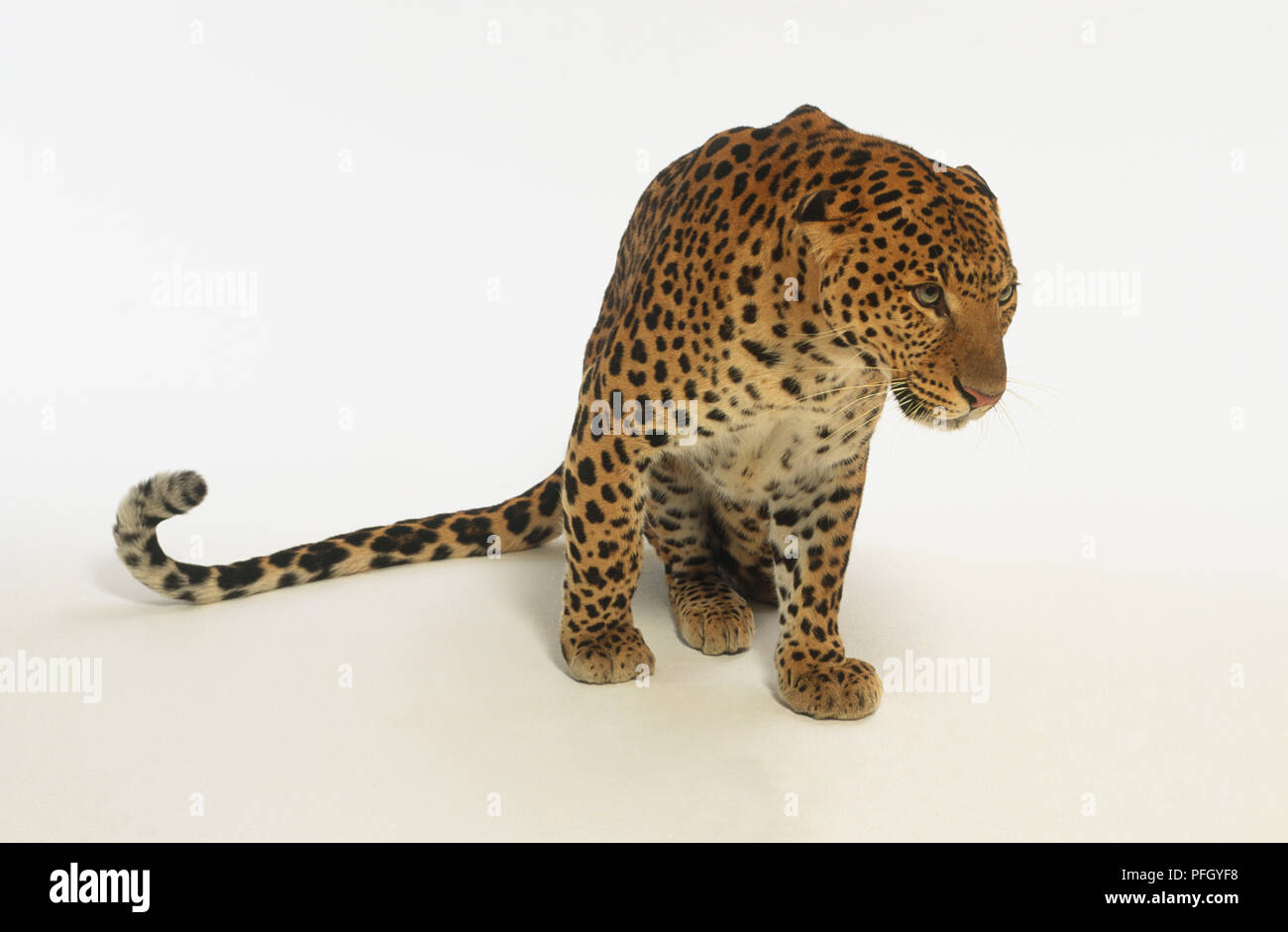 Sitting Leopard (Panthera pardus), side view Stock Photo - Alamy