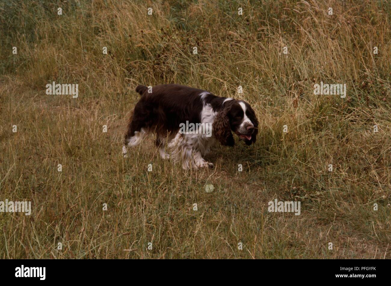 English Springer Spaniel walking through grass Stock Photo - Alamy