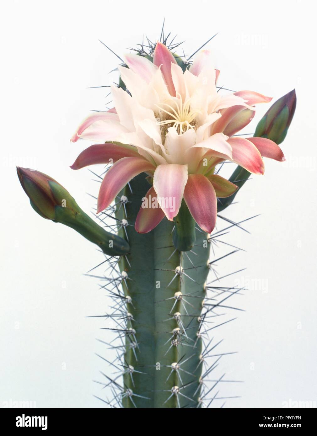 Cereus validus hi-res stock photography and images - Alamy