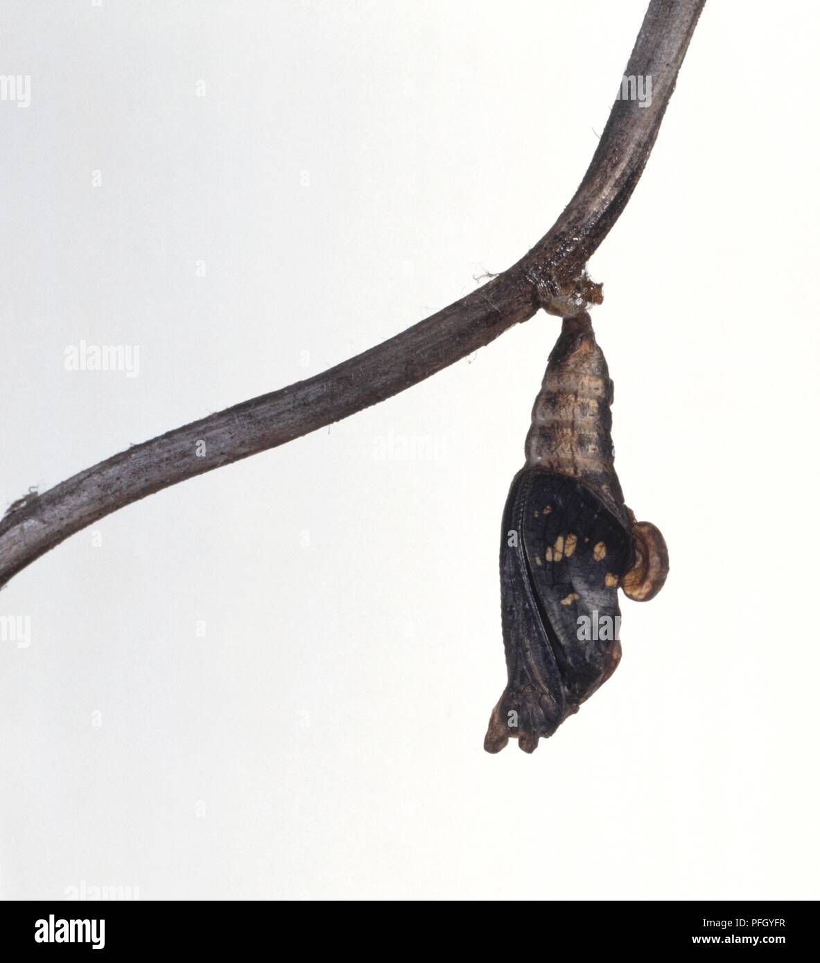 Butterfly emerging from cocoon hanging from twig Stock Photo - Alamy