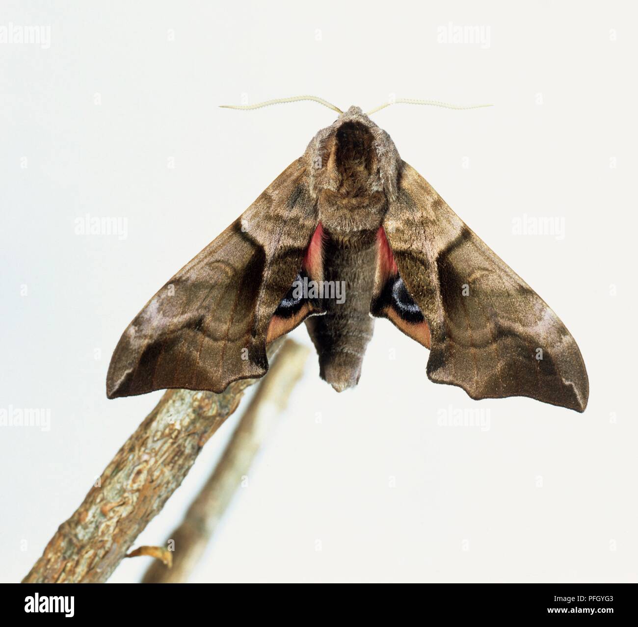 Eyed hawk moth (Smerinthus ocellata) on a branch Stock Photo - Alamy
