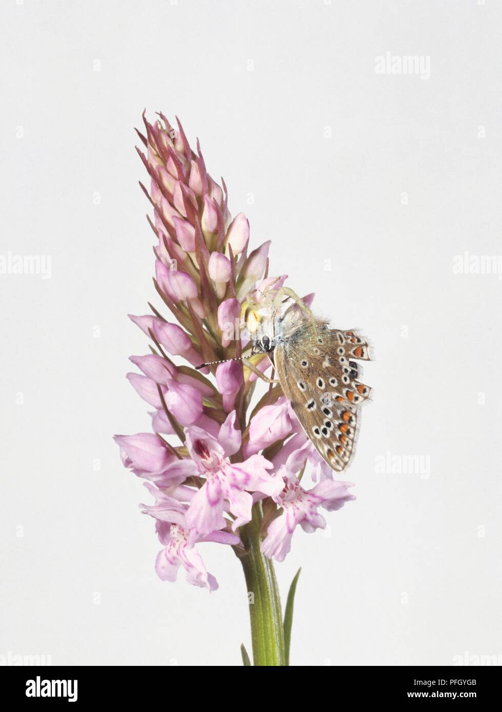 Viceroy Butterfly (Limenitis archippus) on flower stem Stock Photo - Alamy