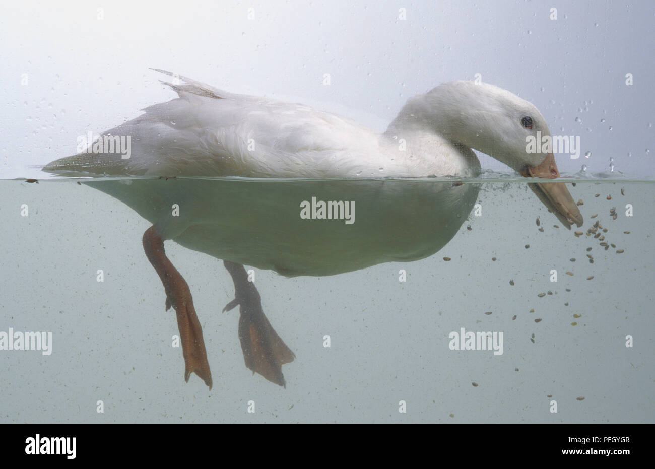 White duck feeding in water Stock Photo - Alamy