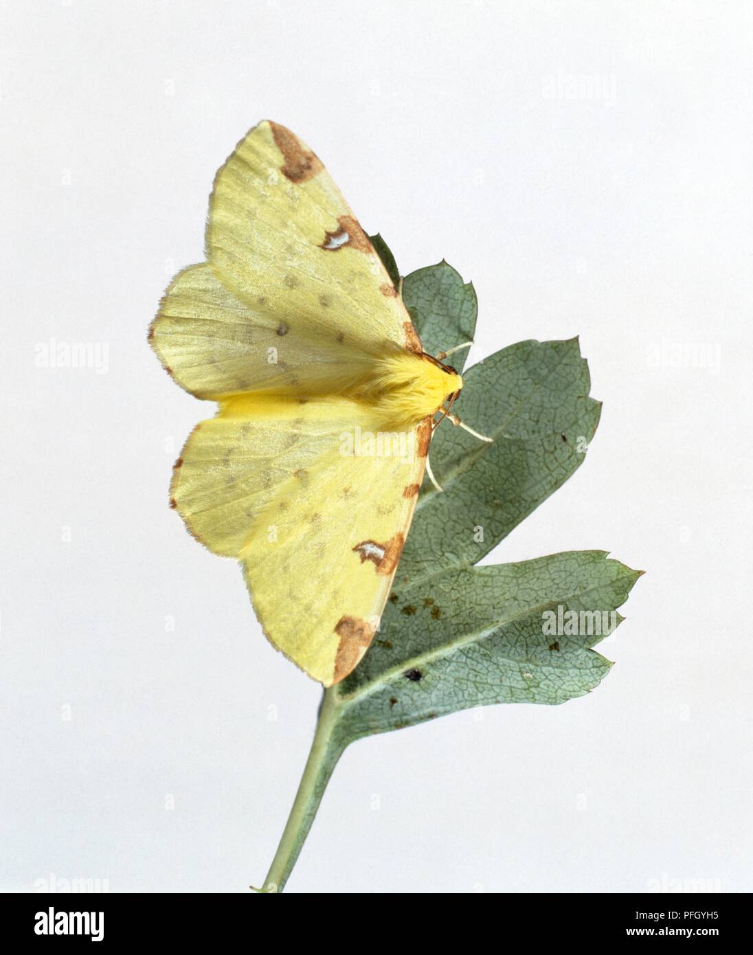 Green moth leaf hi-res stock photography and images - Alamy
