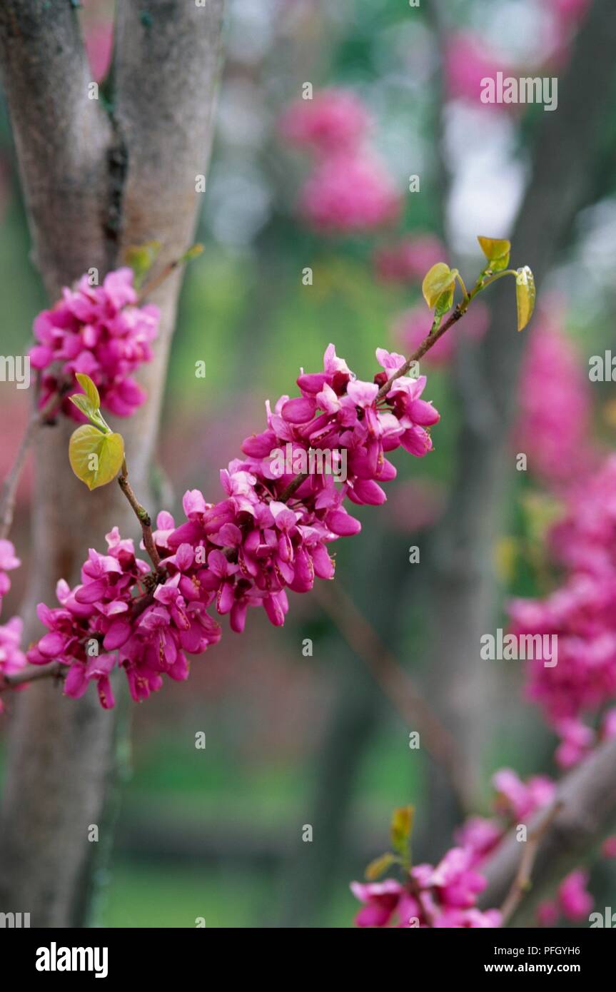 Chinese redbud hi-res stock photography and images - Alamy