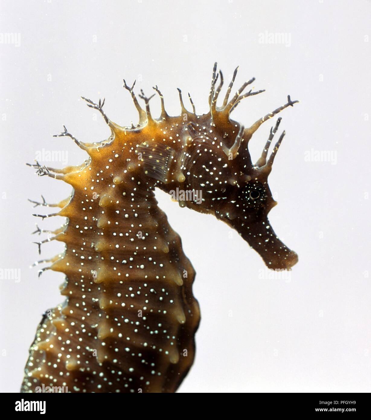 Seahorse's head in profile Stock Photo - Alamy