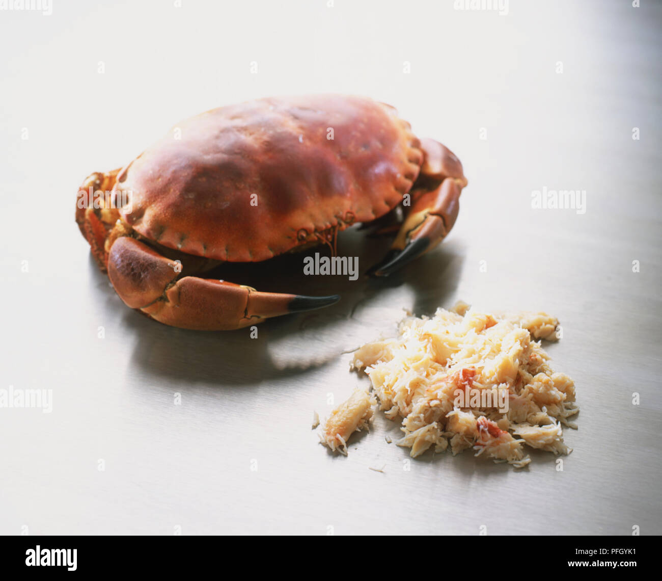 Cancer pagurus, Edible Crab, and crab meat Stock Photo - Alamy