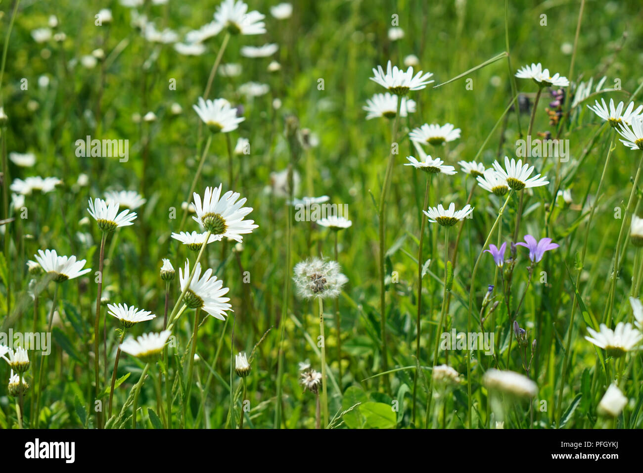 background of white camomile and blue campanula on the summer green ...