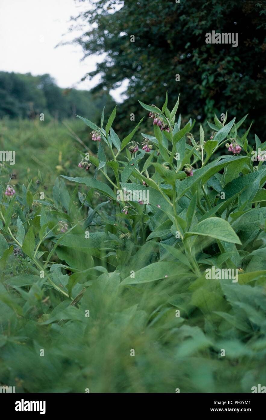 Symphytum officinale (Comfrey) growing wild Stock Photo - Alamy