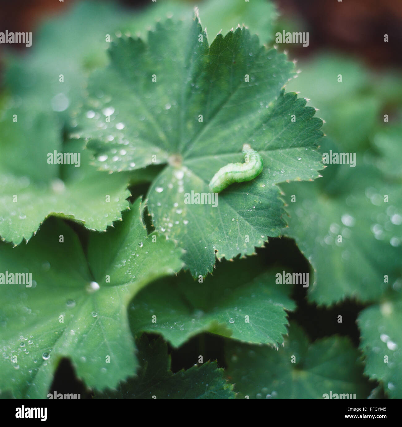 Green Insect larva on toothed dew-specked leaf, close-up Stock Photo ...