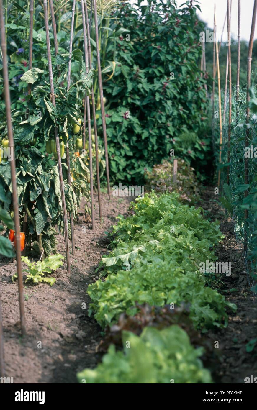 Tree spinach used as protection for lettuce growing in vegetable garden ...