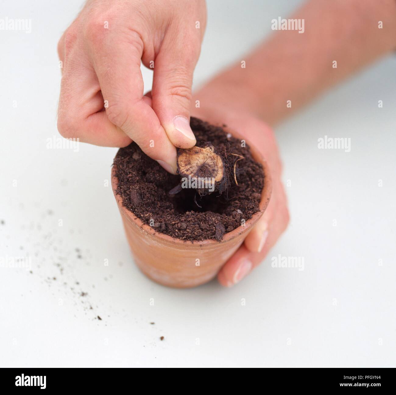 Placing sliced root cutting in pot (propagating from root cuttings ...