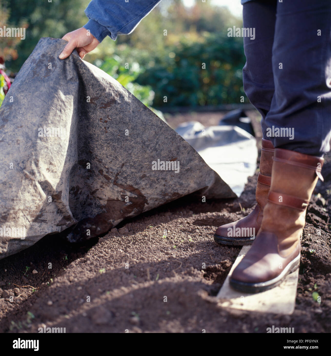Covering newly prepared soil with polythene sheeting, close-up Stock ...