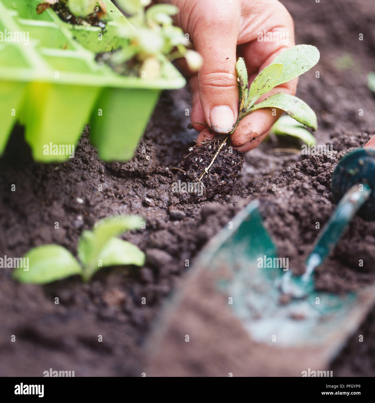 Hand transferring seedling into soil from module on plastic tray ...