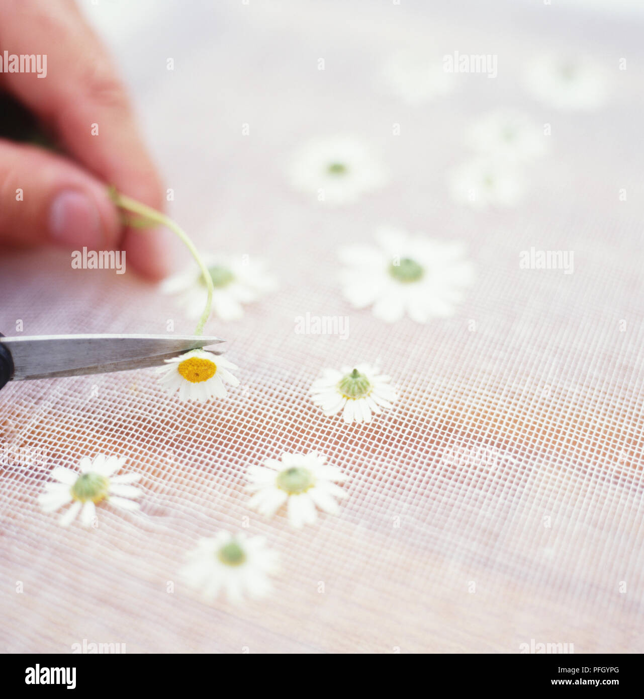 Using scissors to cut daisy flower from stem to dry on muslin fabric ...
