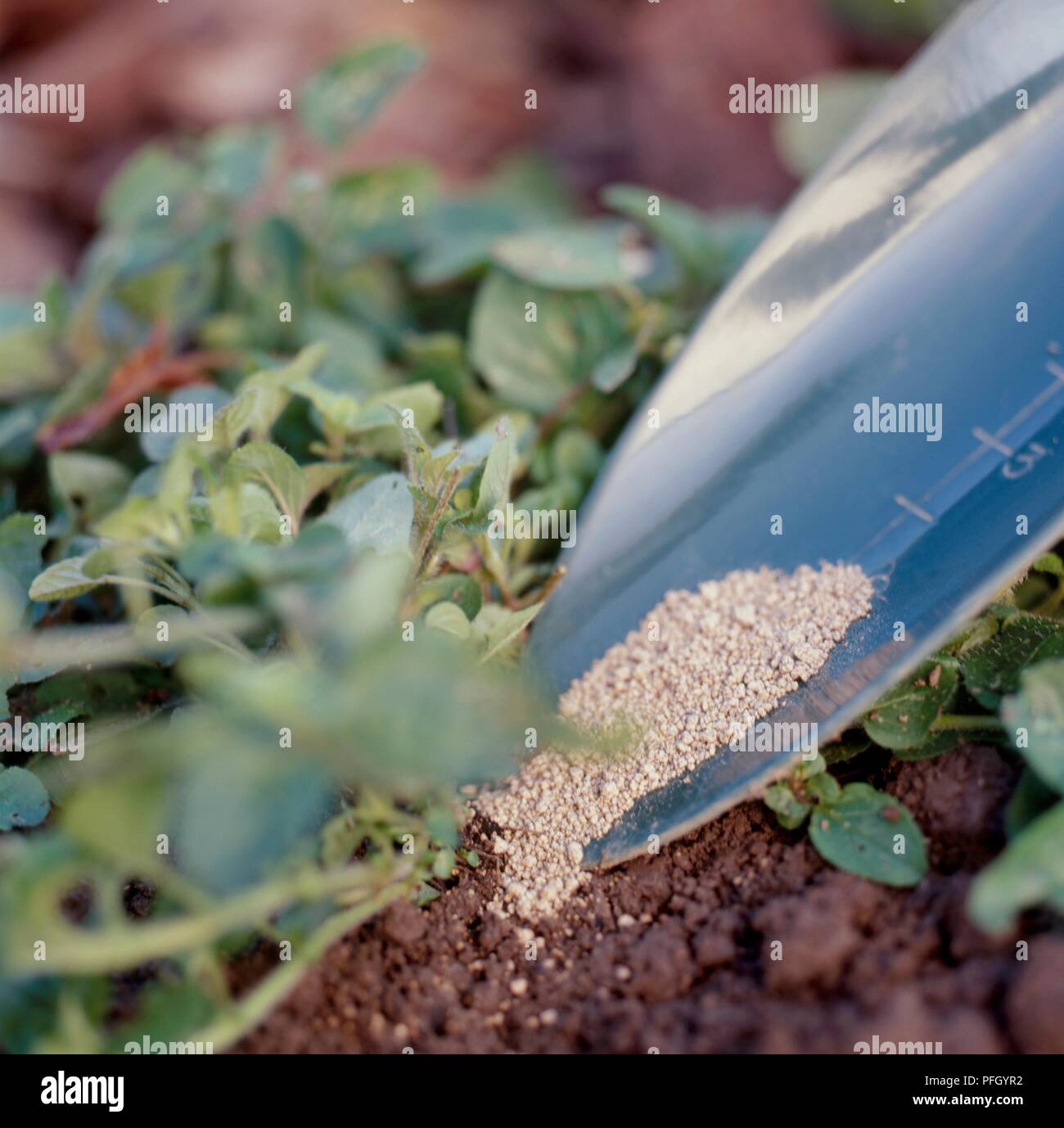 Using trowel to place vermiculite on soil at base of herb, close-up ...