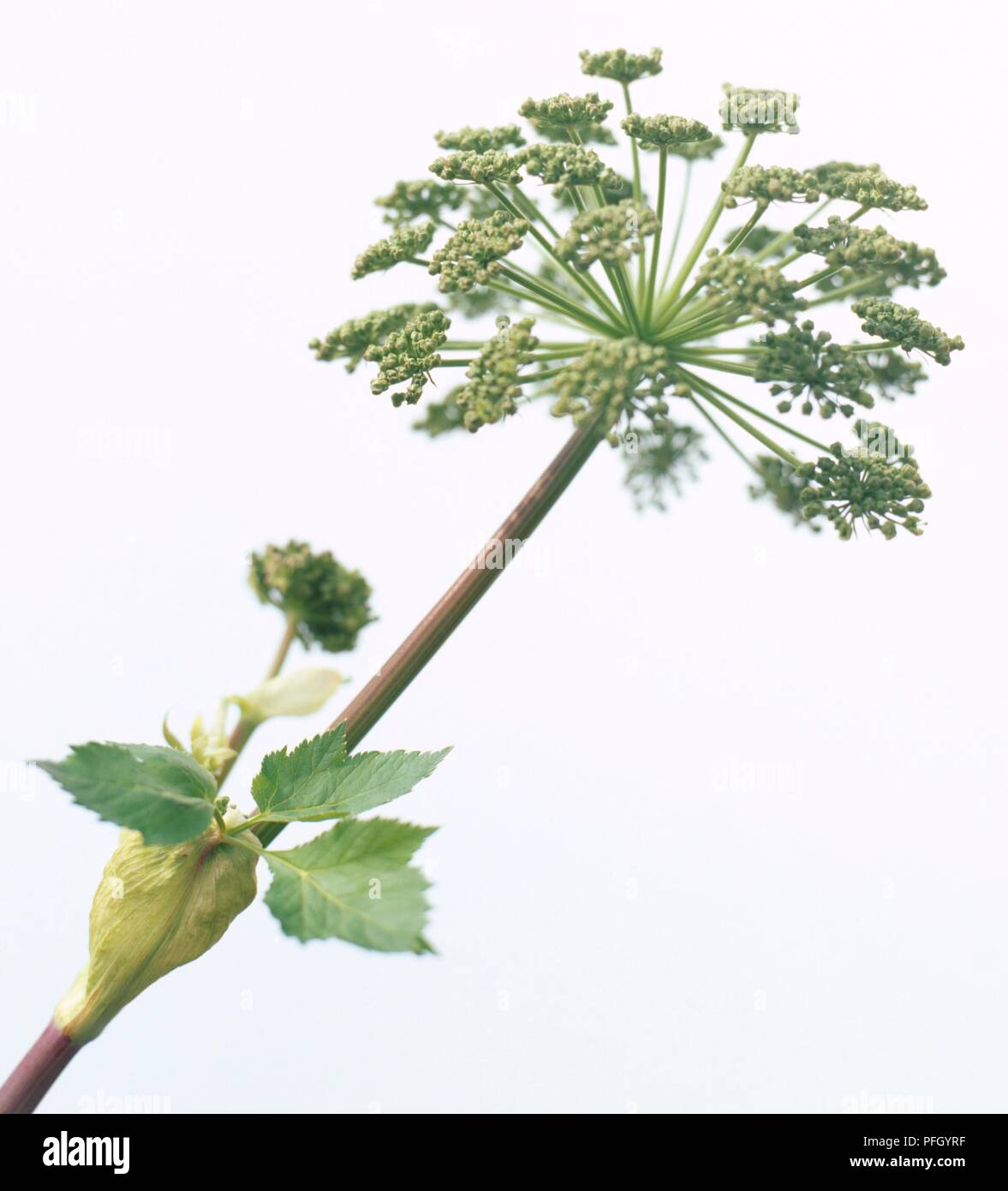 Angelica archangelica (Angelica), stem with umbel-type flower head ...