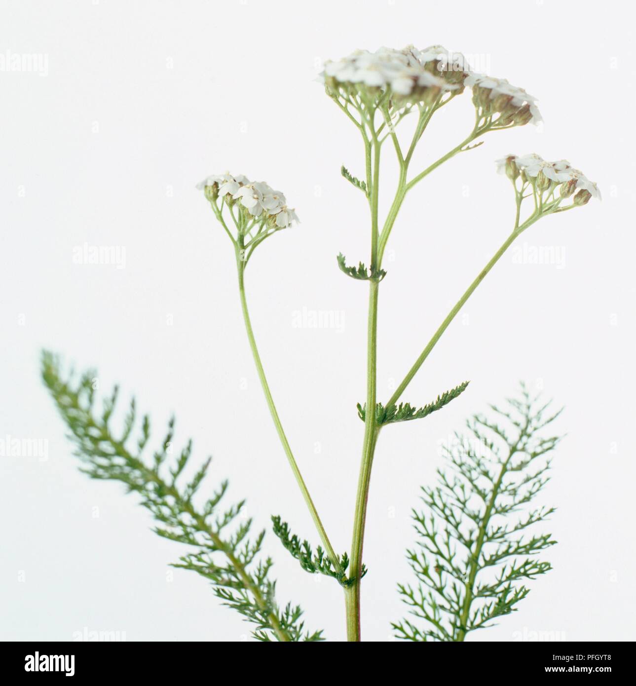 Achillea millefolium (Yarrow), stems with leaves and white flowers ...