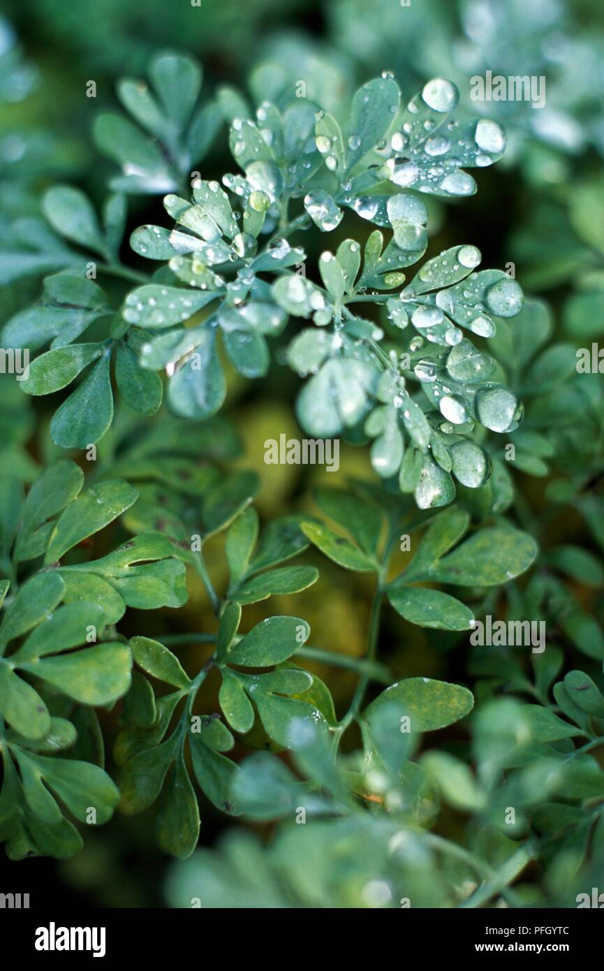 Ruta graveolens (Common rue), leaves covered in droplets of water ...