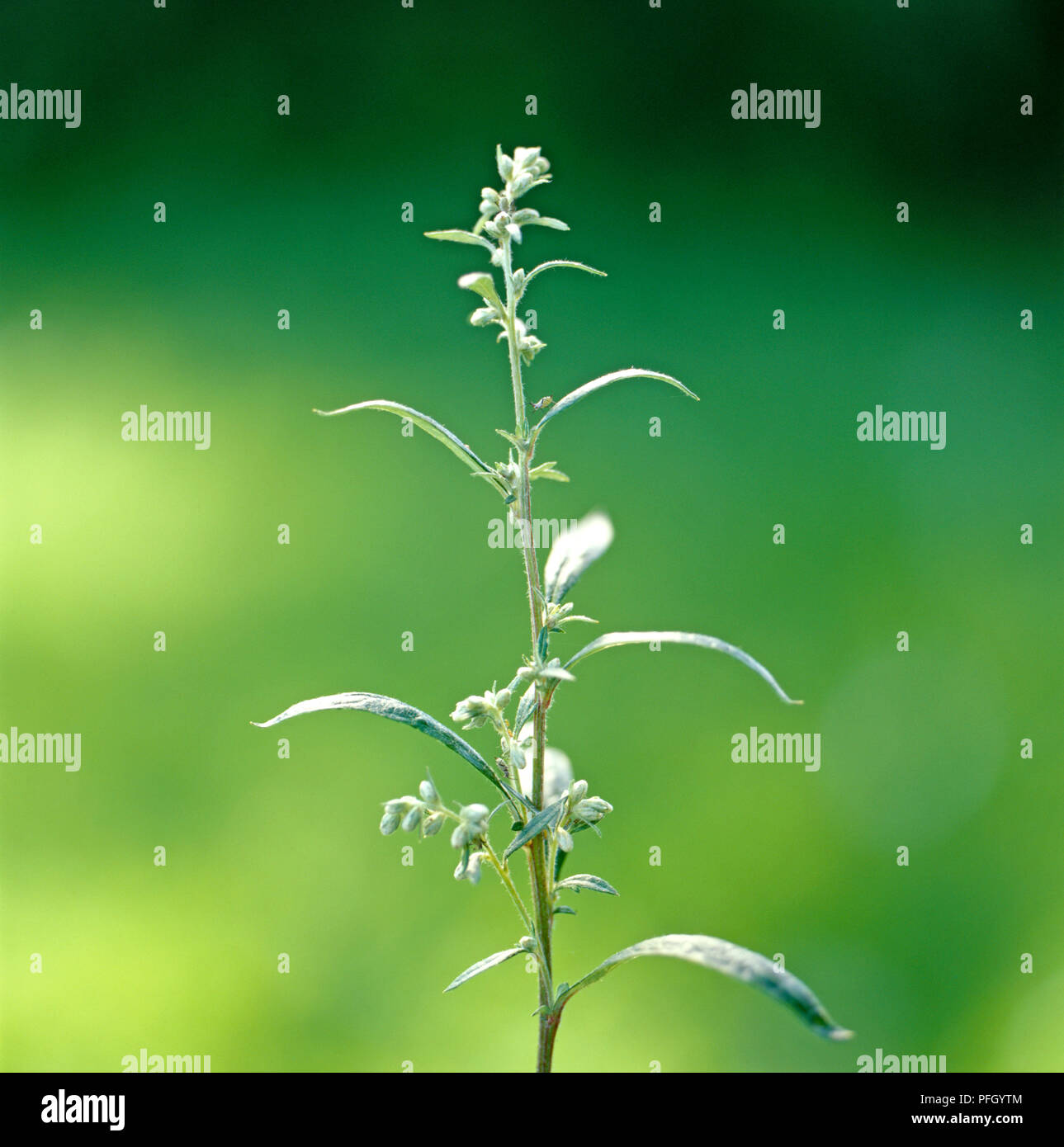 Artemisia vulgaris (Mugwort or Common wormwood ), small flowers and ...