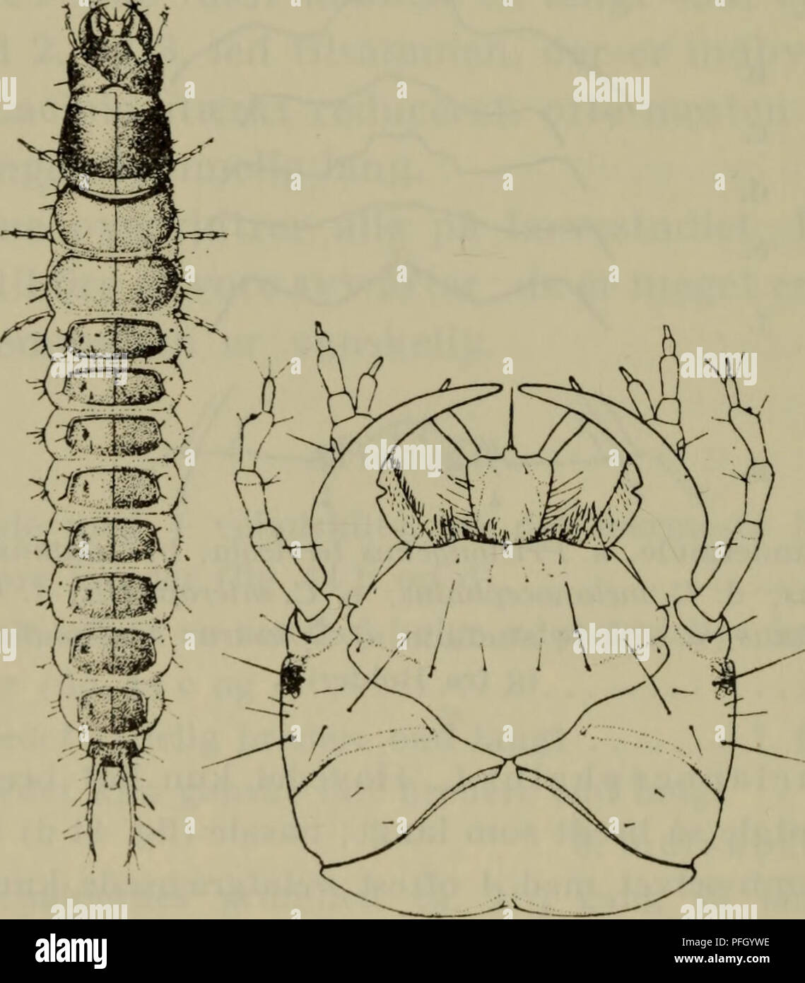This image from the Danish Fauna series showcases the head and antennae ...
