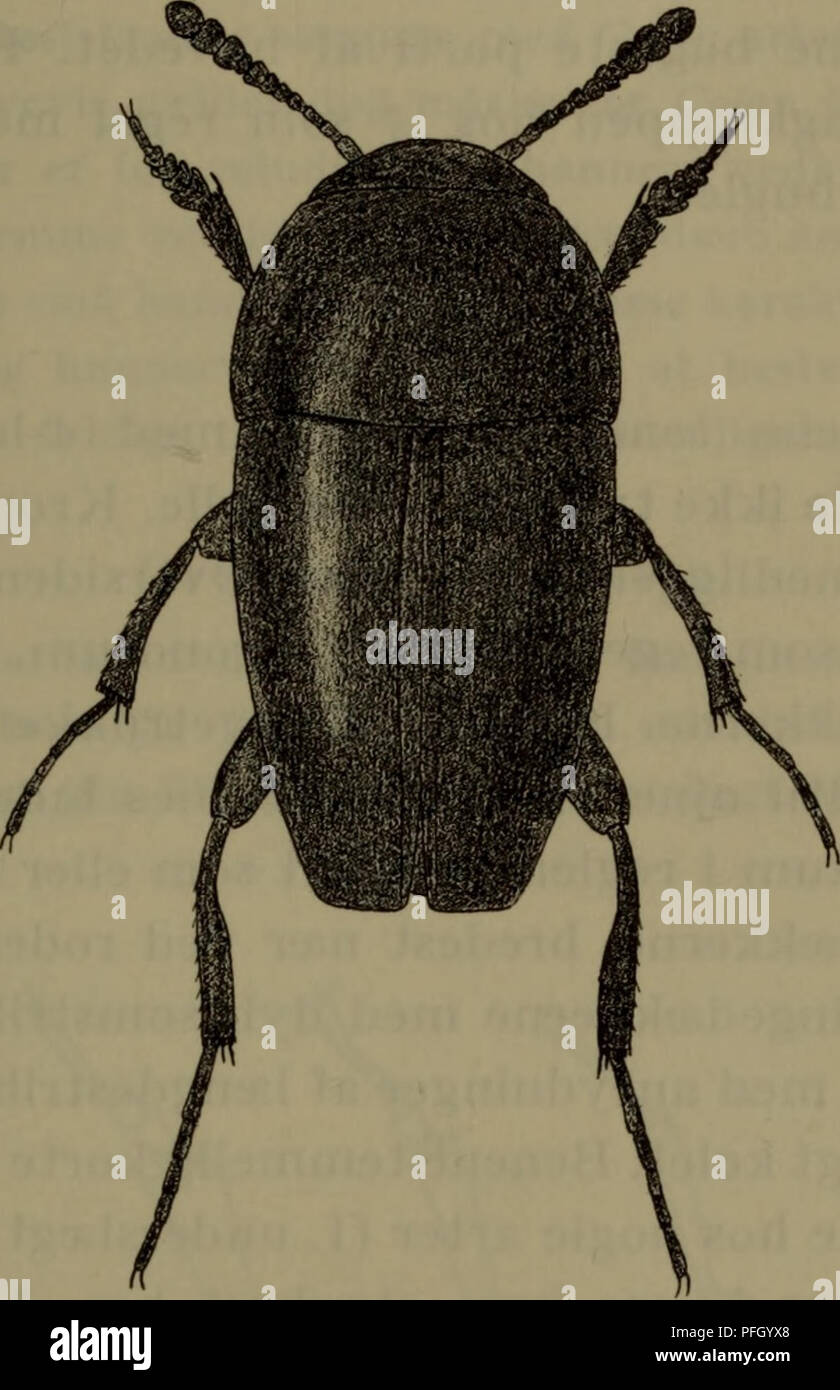 This illustrated guide to the fauna of Denmark provides detailed ...