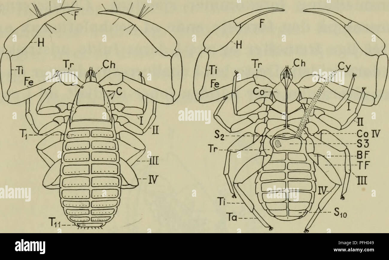 This illustration from 'Danmarks fauna' presents the Chelifer ...
