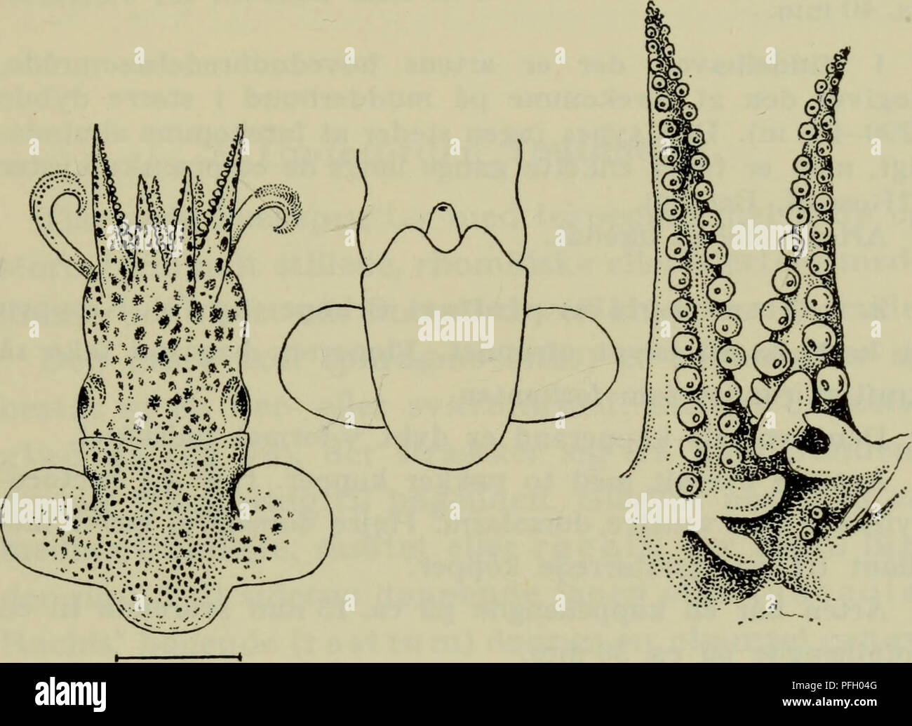 The image shows Sepiola aurantiaca, a species found in the North Sea ...