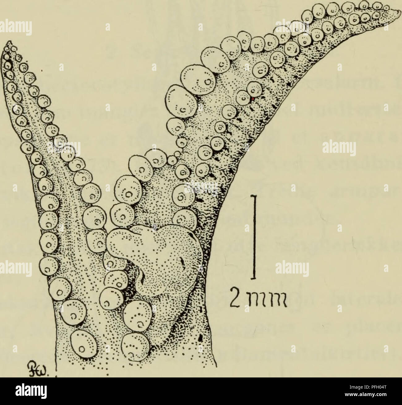 Hectocotylus hi-res stock photography and images - Alamy