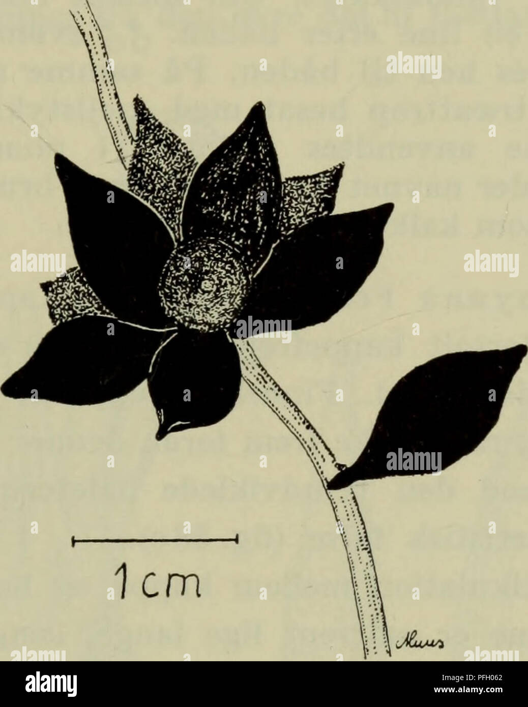 This image from 'Danmarks Fauna' (Denmark's Fauna) shows the ...