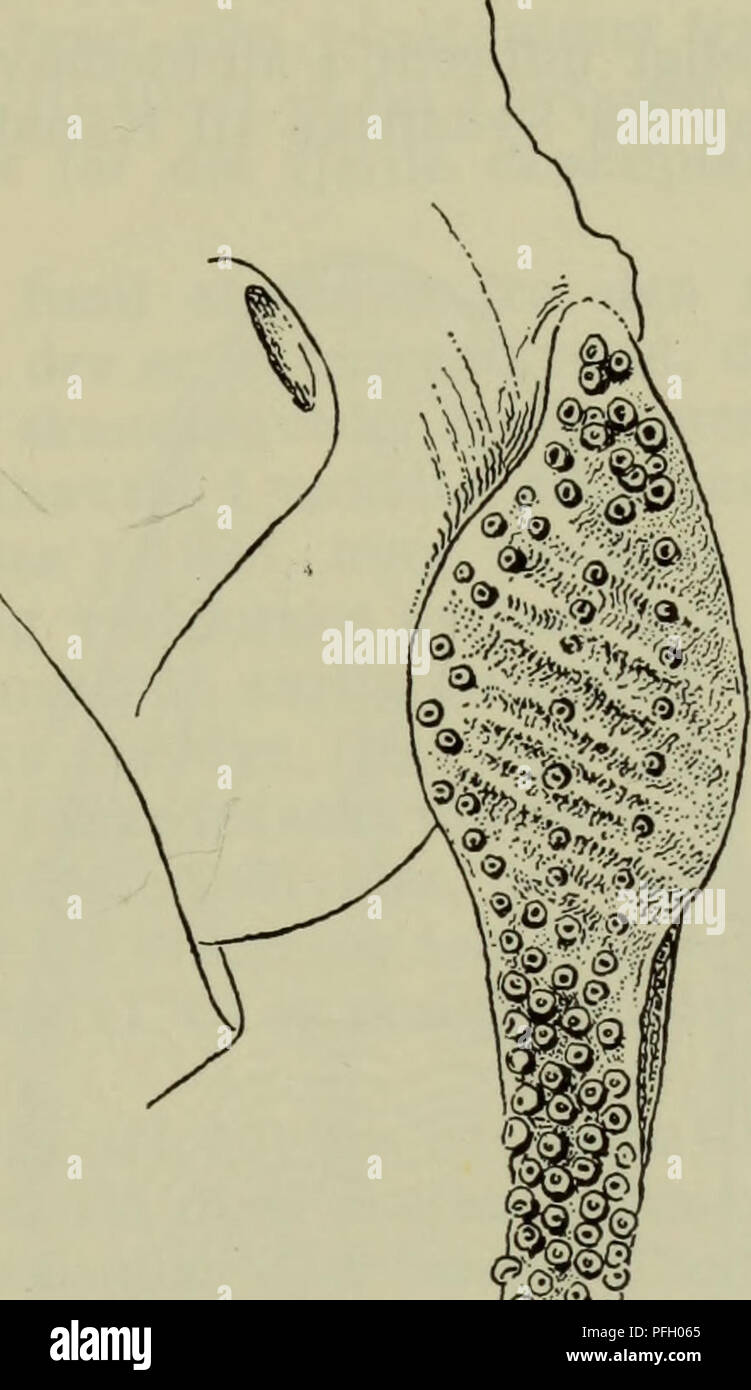 Hectocotylus hi-res stock photography and images - Alamy