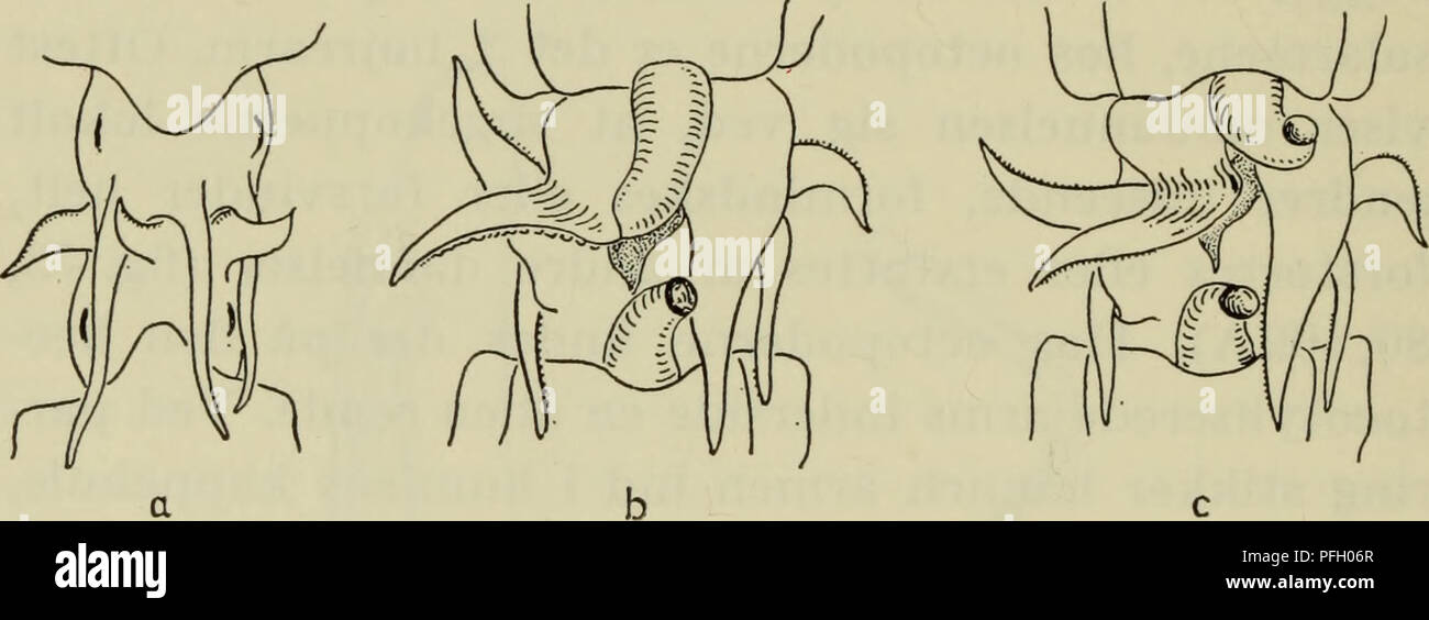 Parring hi-res stock photography and images - Alamy