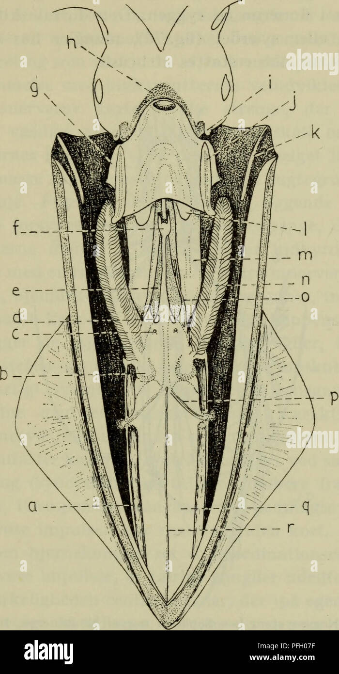 This Danish text presents a detailed diagram of Loligo, a genus of ...