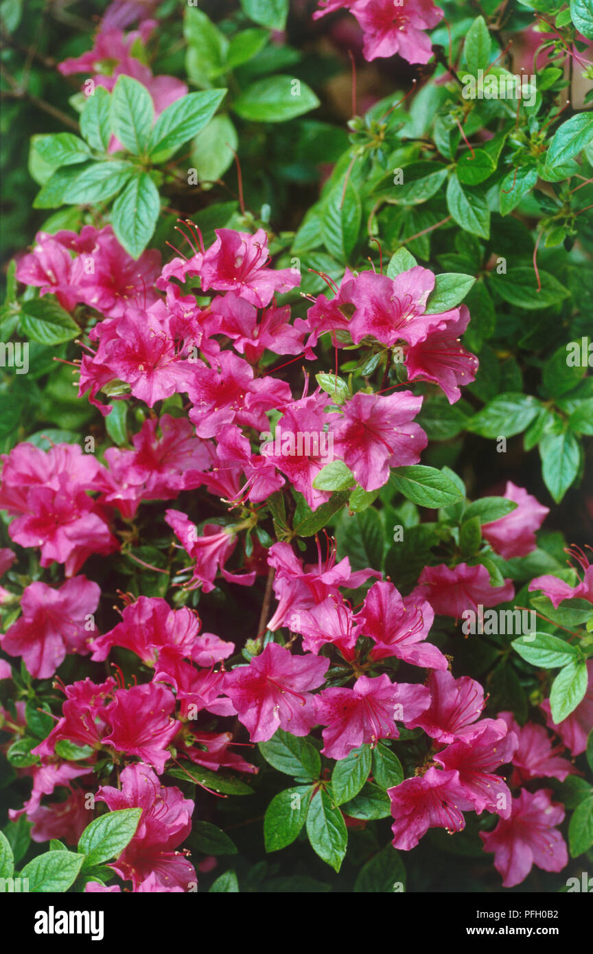 Azalea kaempferi 'Cleopatra' (Rhododendron), bright pink flowers among ...