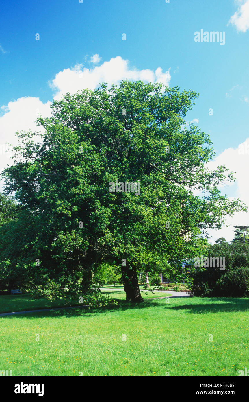Quercus macrocarpa, Bur Oak in parkland Stock Photo - Alamy