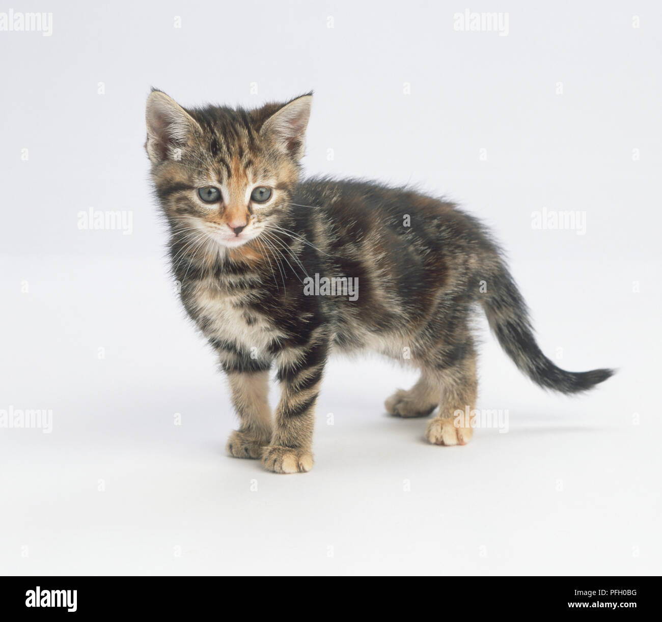 Tabby kitten standing up, facing forward Stock Photo - Alamy