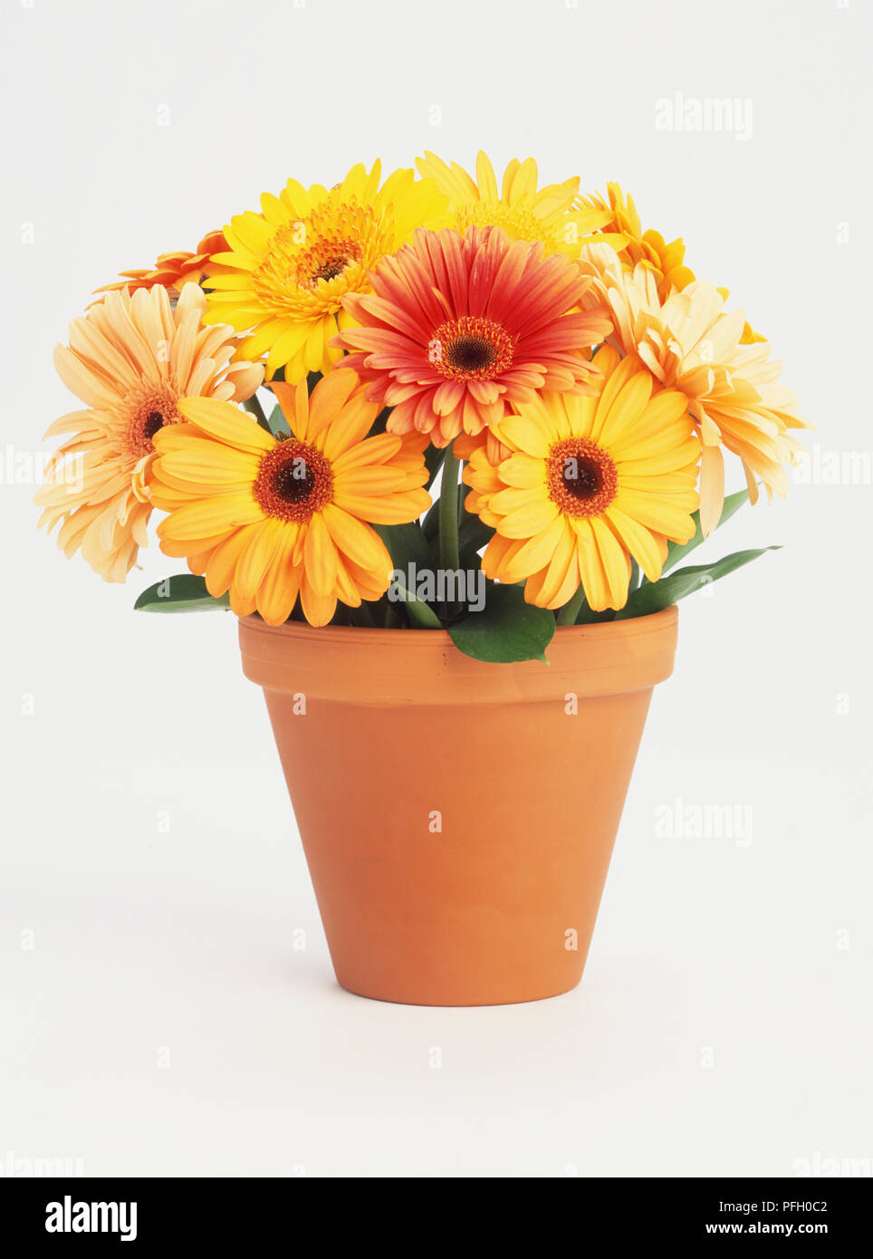 Gerbera sp., bright flowers in a plant pot Stock Photo - Alamy