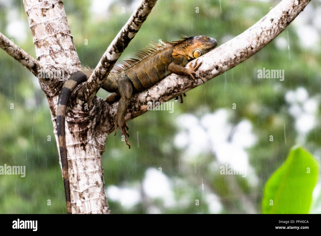Costa rica lizard hi-res stock photography and images - Alamy