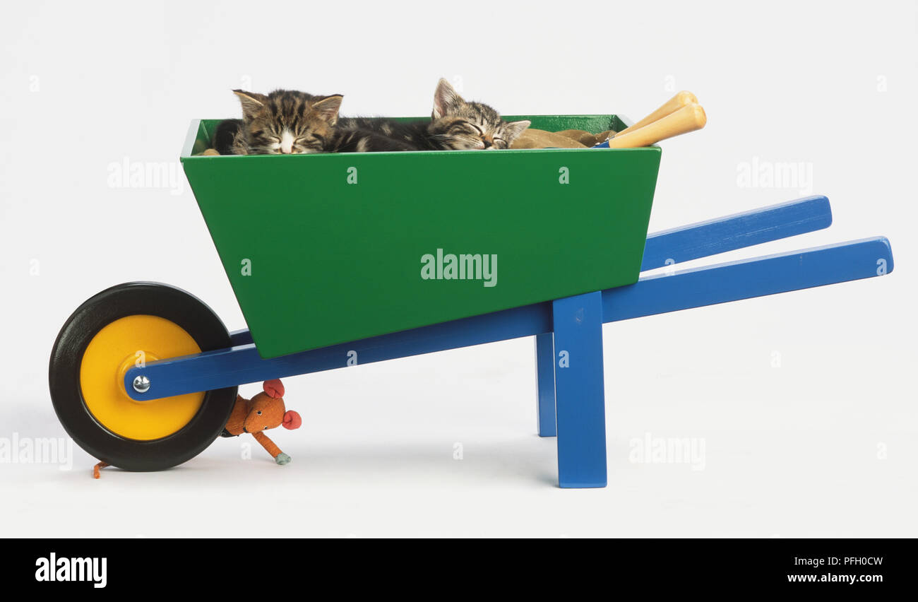 Two tabby kittens asleep inside wheelbarrow along with tools Stock ...
