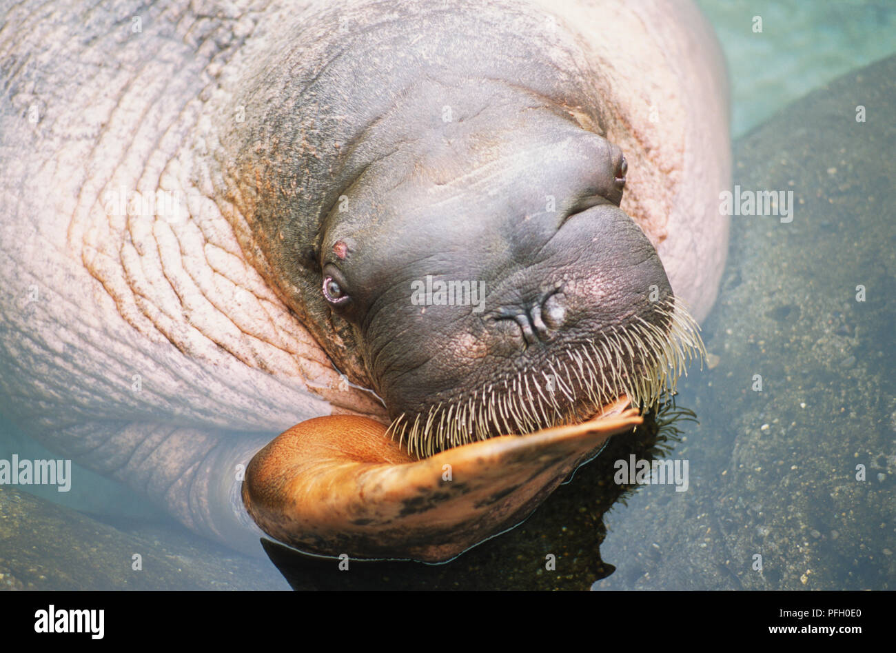 USA, Pacific Northwest, Washington State, Tacoma, Point Defiance Zoo ...