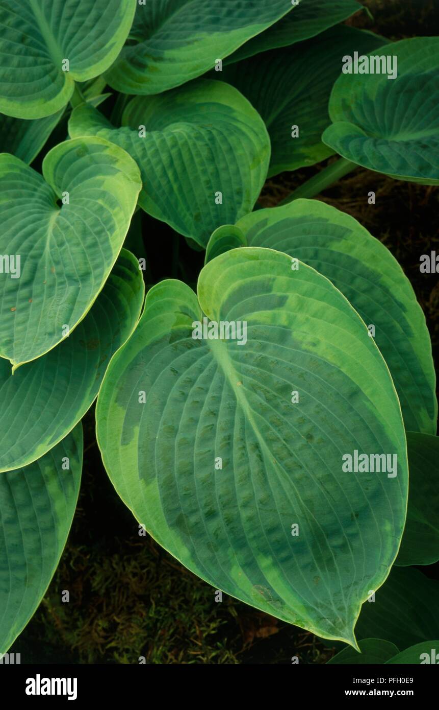 Hosta tokudama 'Flavocircinalis', variegated green leaves, close-up ...