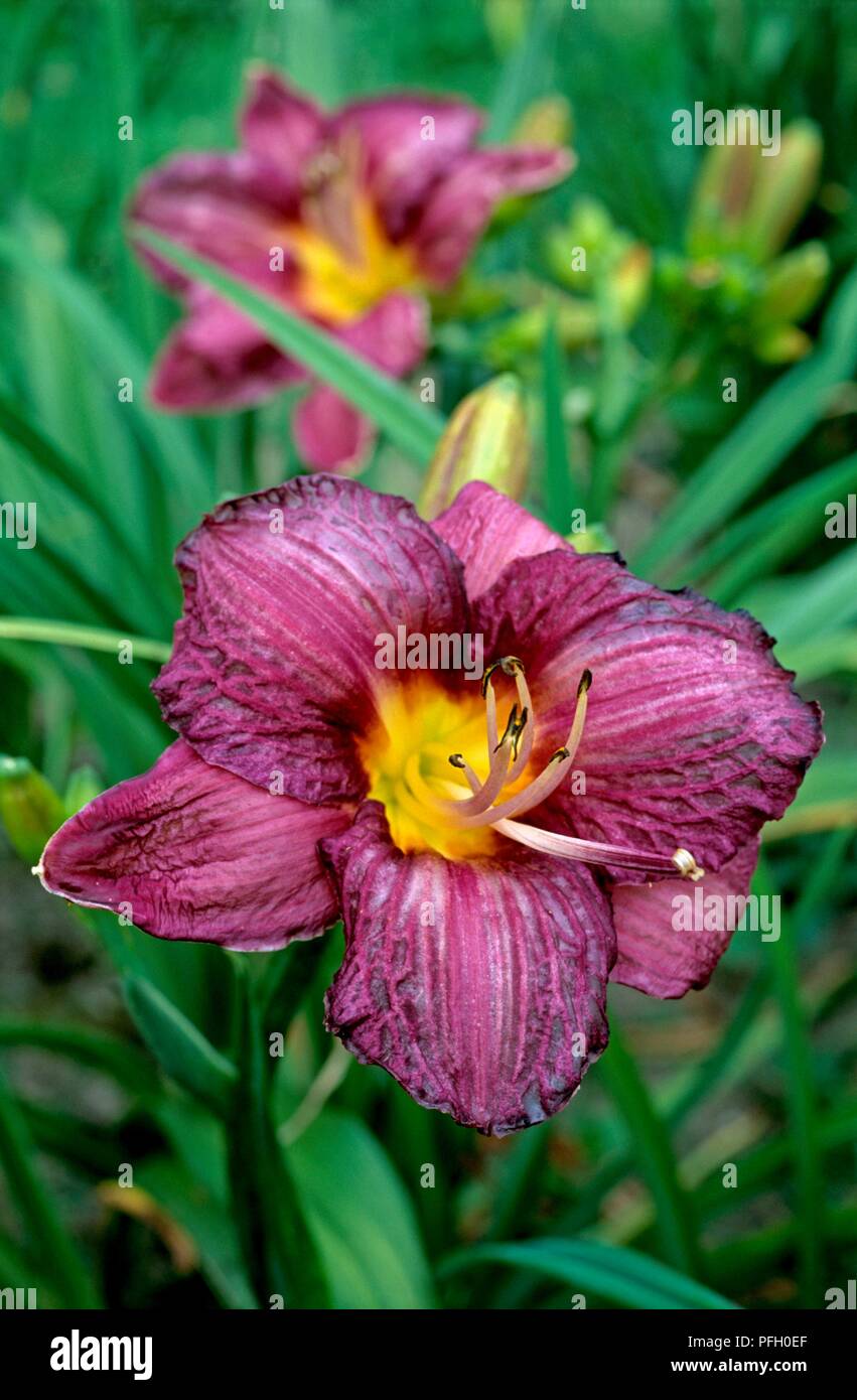 Hemerocallis chicago royal robe hi-res stock photography and images - Alamy