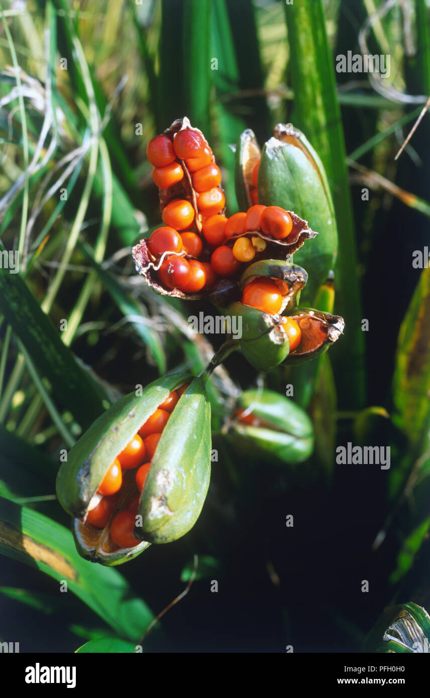 Iris foetidissima (Stinking iris), green pods opening to reveal red ...