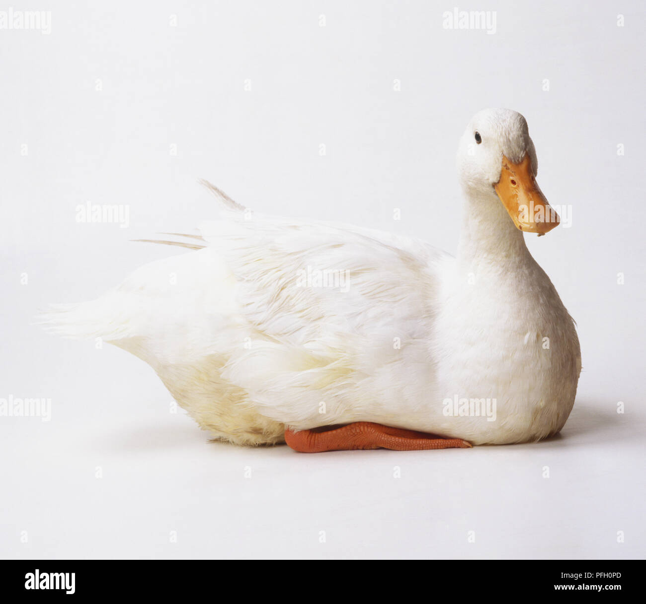 Side view of a sitting White Duck (Anatidae), facing forward Stock ...