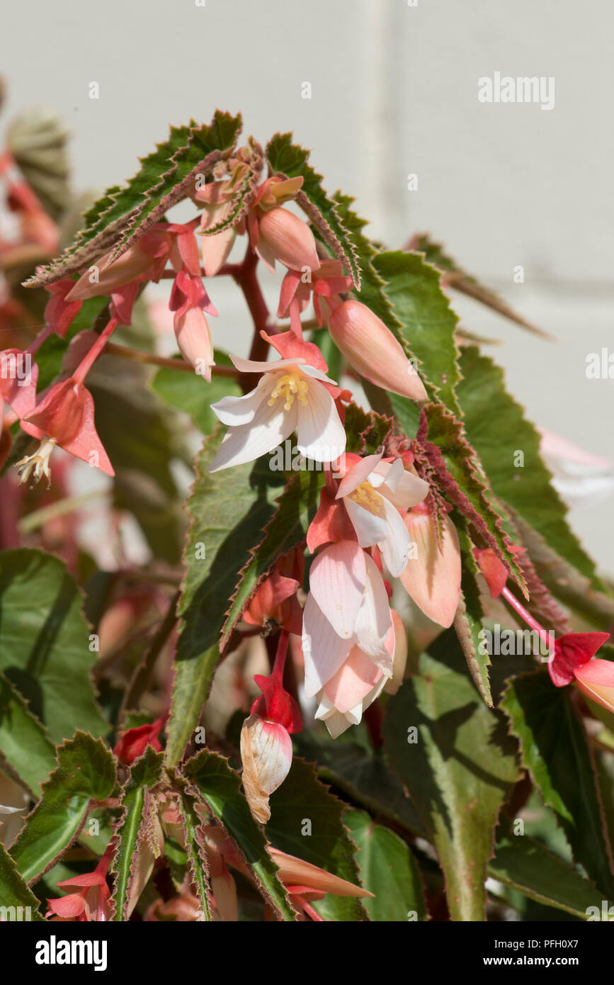 Begonia starshine white Stock Photo - Alamy