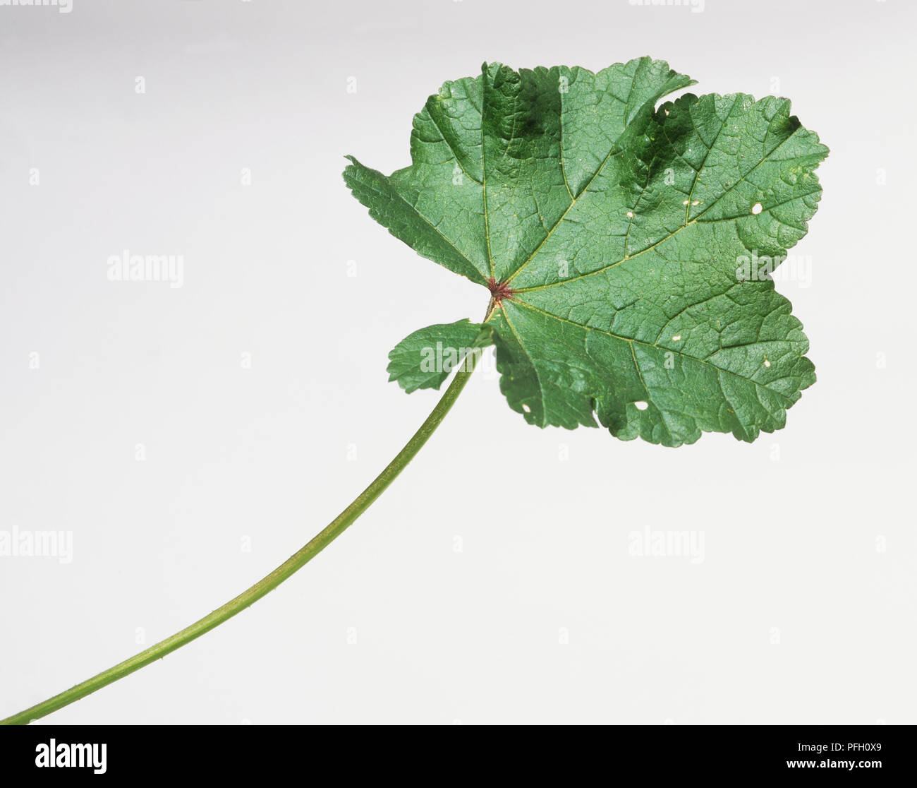 Green leaf on long stem, showing serrated edges and small holes across ...