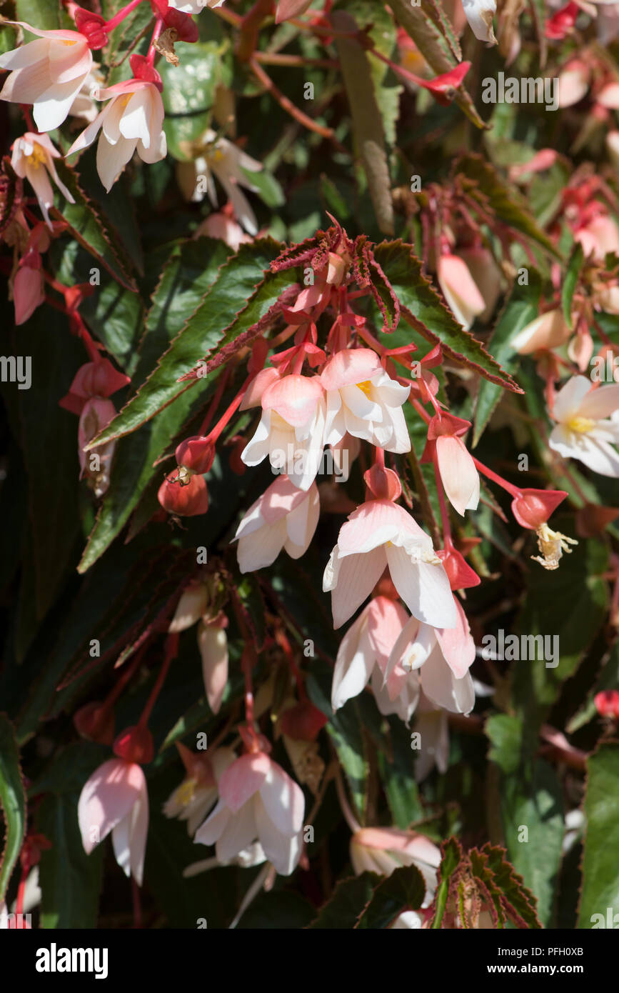 Begonia starshine white Stock Photo - Alamy