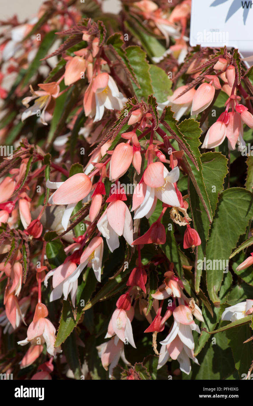 Begonia starshine white Stock Photo - Alamy