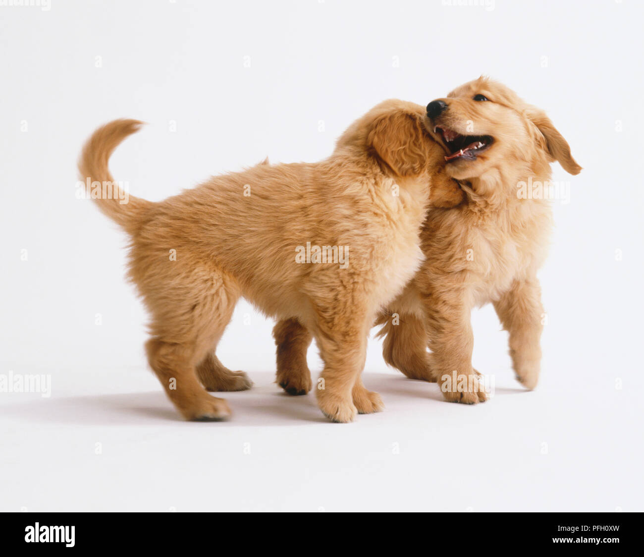 Two Golden Retriever puppies (Canis familiaris) play fighting Stock ...