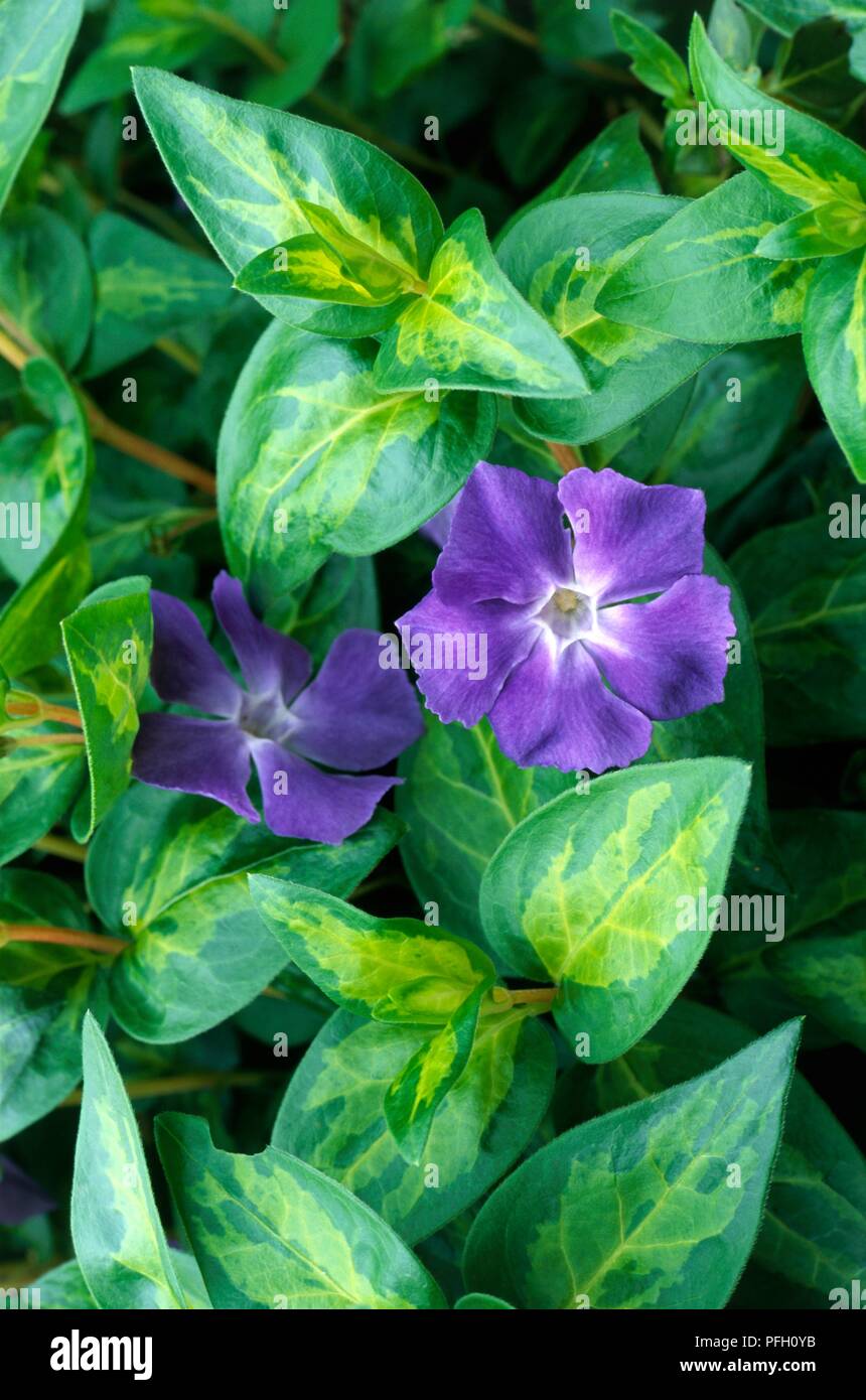 Periwinkle vinca major maculata hi-res stock photography and images - Alamy